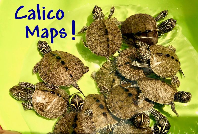 Calico Map Turtles for sale | The Turtle Source