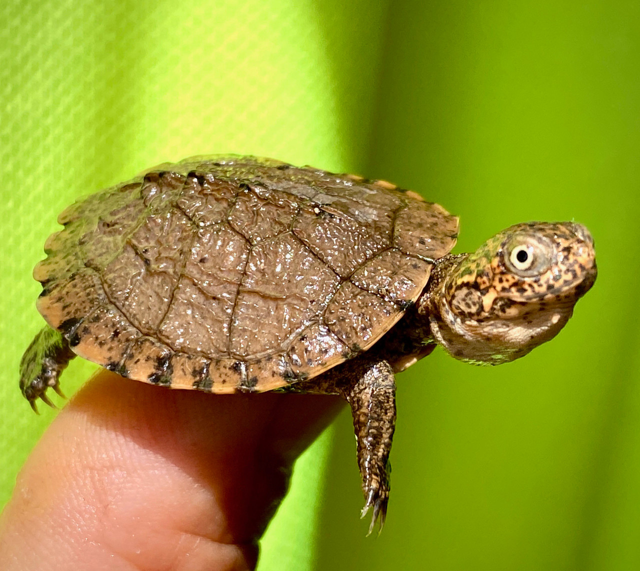 East African Serrated Side Necked Turtles for sale | The Turtle Source