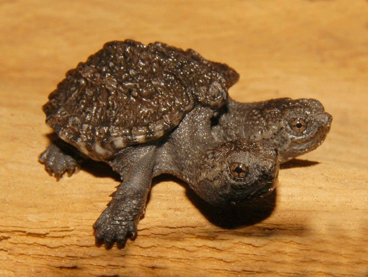 Two Headed Common Snapping Turtles For Sale | The Turtle Source