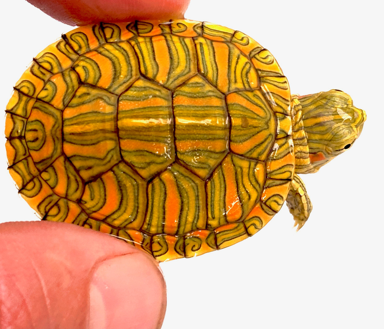 Pastel Rio Grande Red Eared Sliders for sale | The Turtle Source