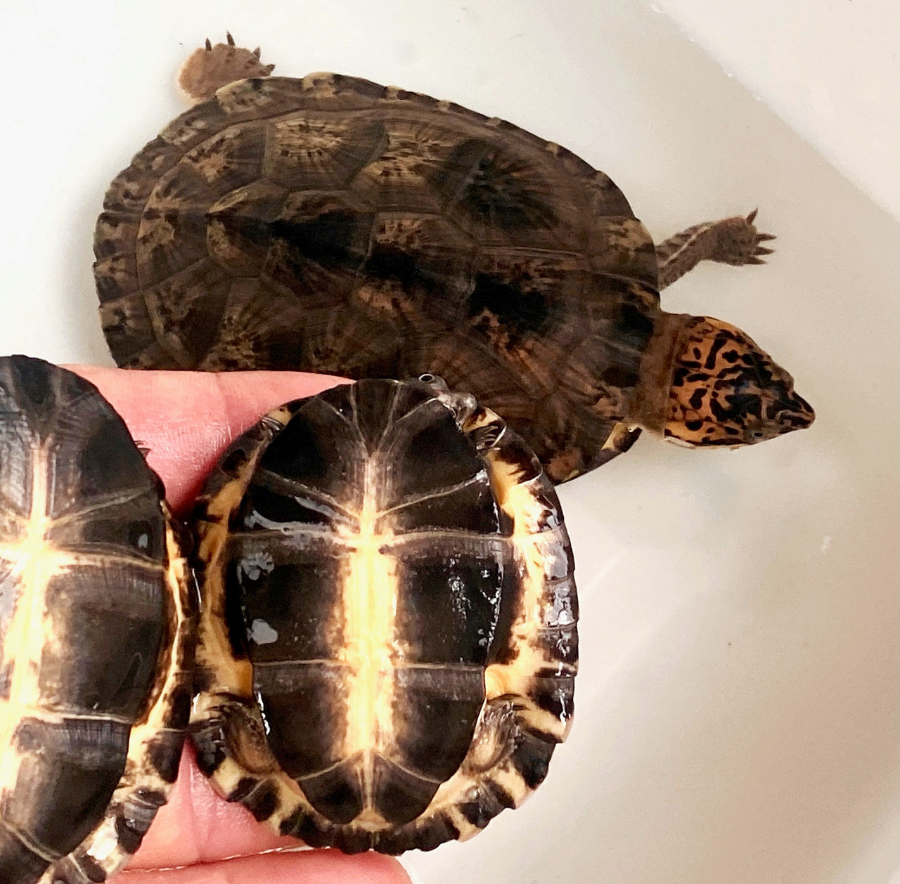 West African Black Forest Turtles for sale | Pelusios niger |The Turtle ...