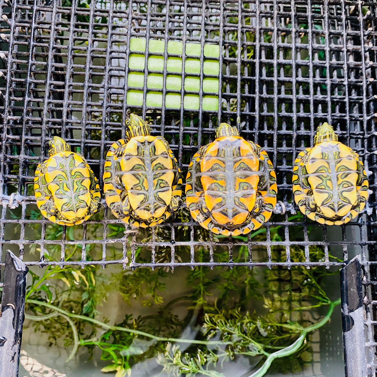 Brazilian Sliders | Brazilian Sliders For Sale | The Turtle Source