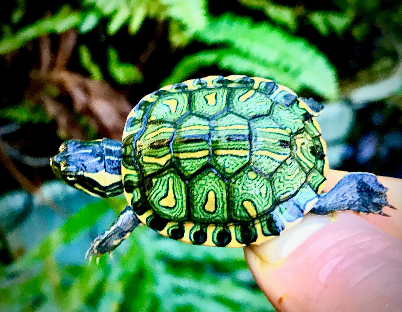 Brazilian Sliders | Brazilian Sliders For Sale | The Turtle Source