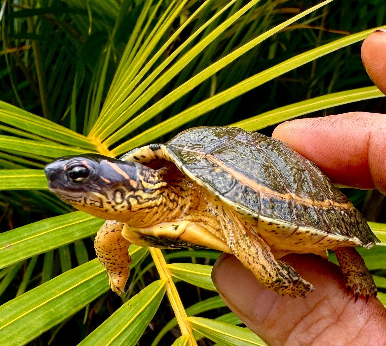 Furrowed Wood Turtles for sale | The Turtle Source