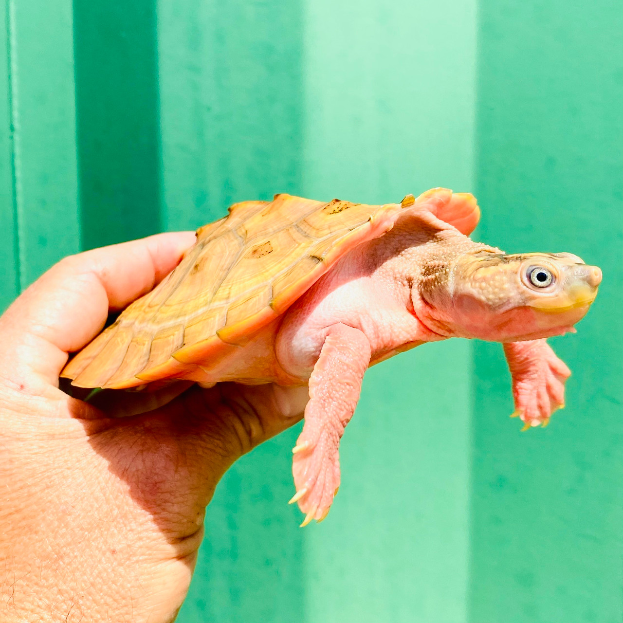 Pink Belly Snappers for sale | The Turtle Source