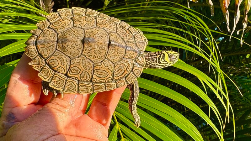 Lake Hamilton Map Turtles for sale | The Turtle Source