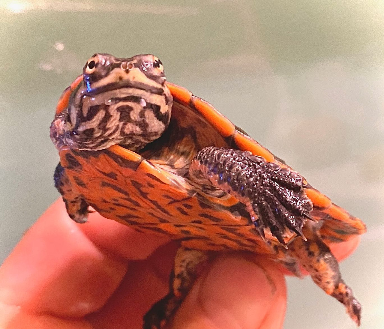Geoffranus Side Necked Turtles for sale | The Turtle Source