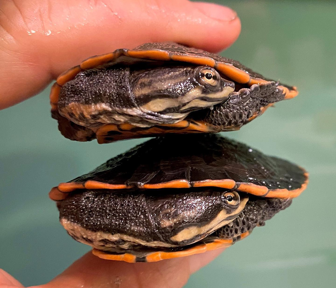 Geoffranus Side Necked Turtles for sale | The Turtle Source