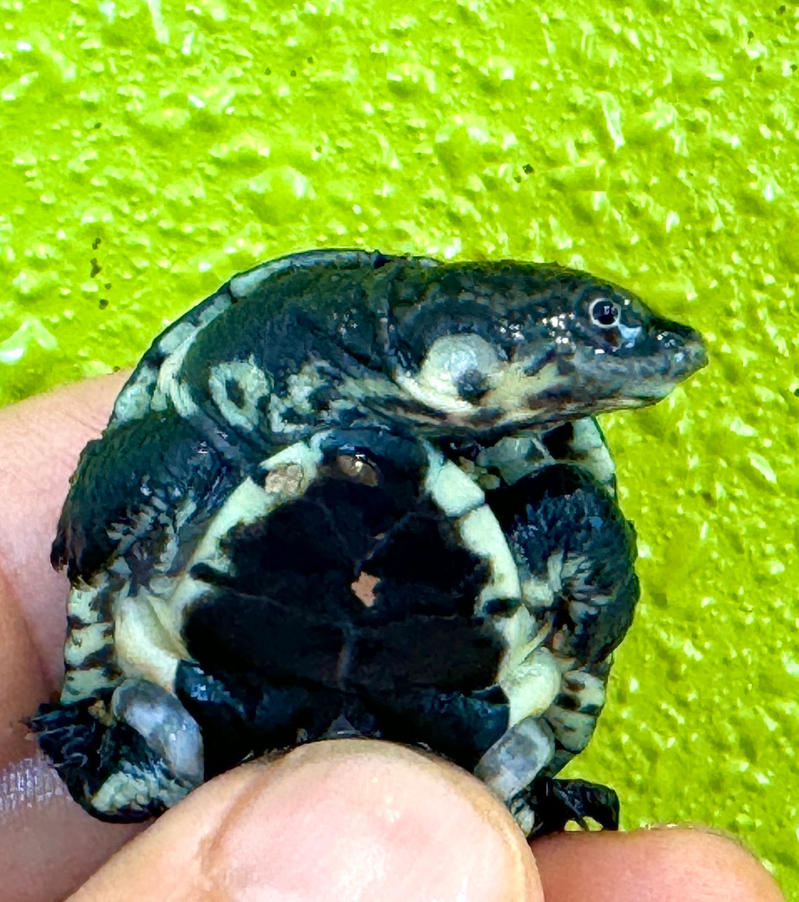 The Gibba Side Necked Turtle: Mesoclemmys gibba for sale At The Turtle ...