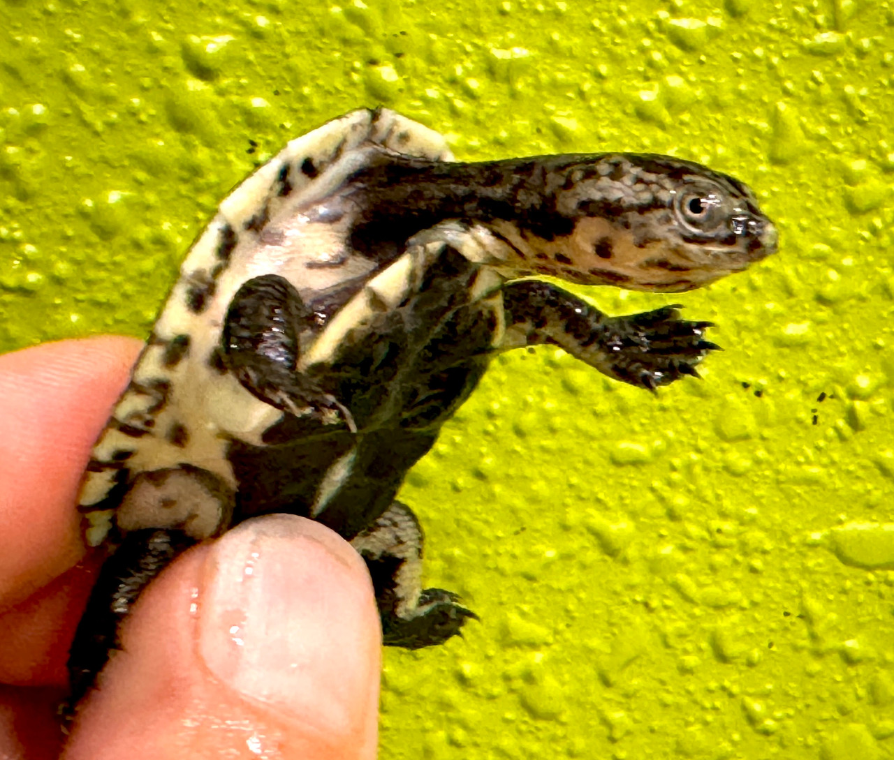 The Gibba Side Necked Turtle: Mesoclemmys gibba for sale At The Turtle ...