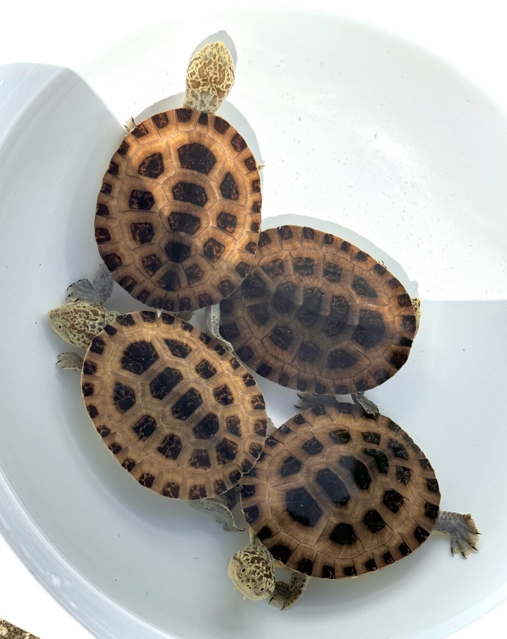 The Gibba Side Necked Turtle: Mesoclemmys gibba for sale At The Turtle ...