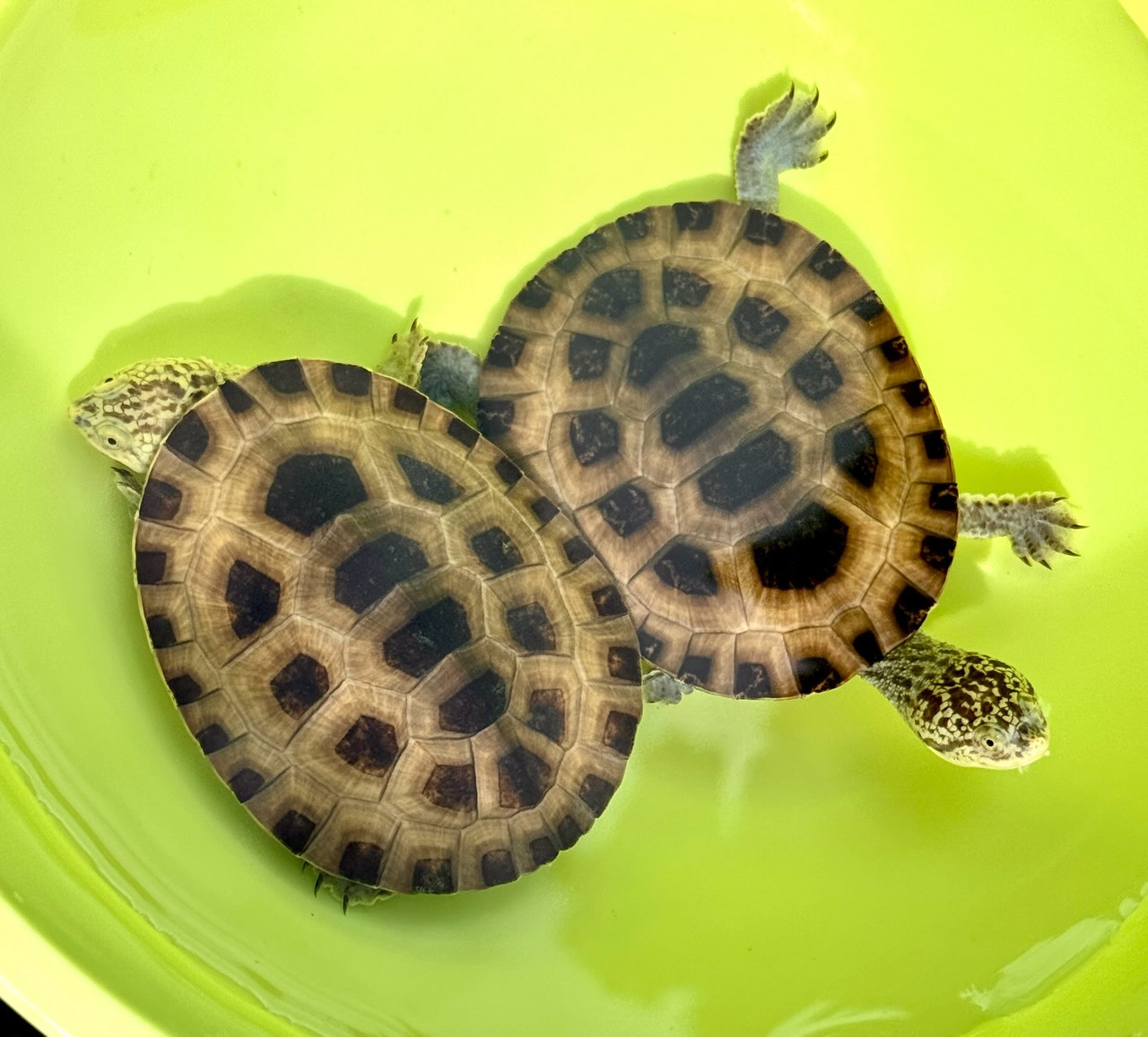 The Gibba Side Necked Turtle: Mesoclemmys gibba for sale At The Turtle ...