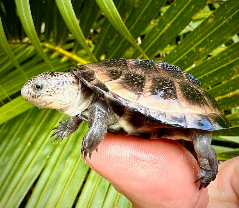 Upembae Mud Turtles for sale at The Turtle Source