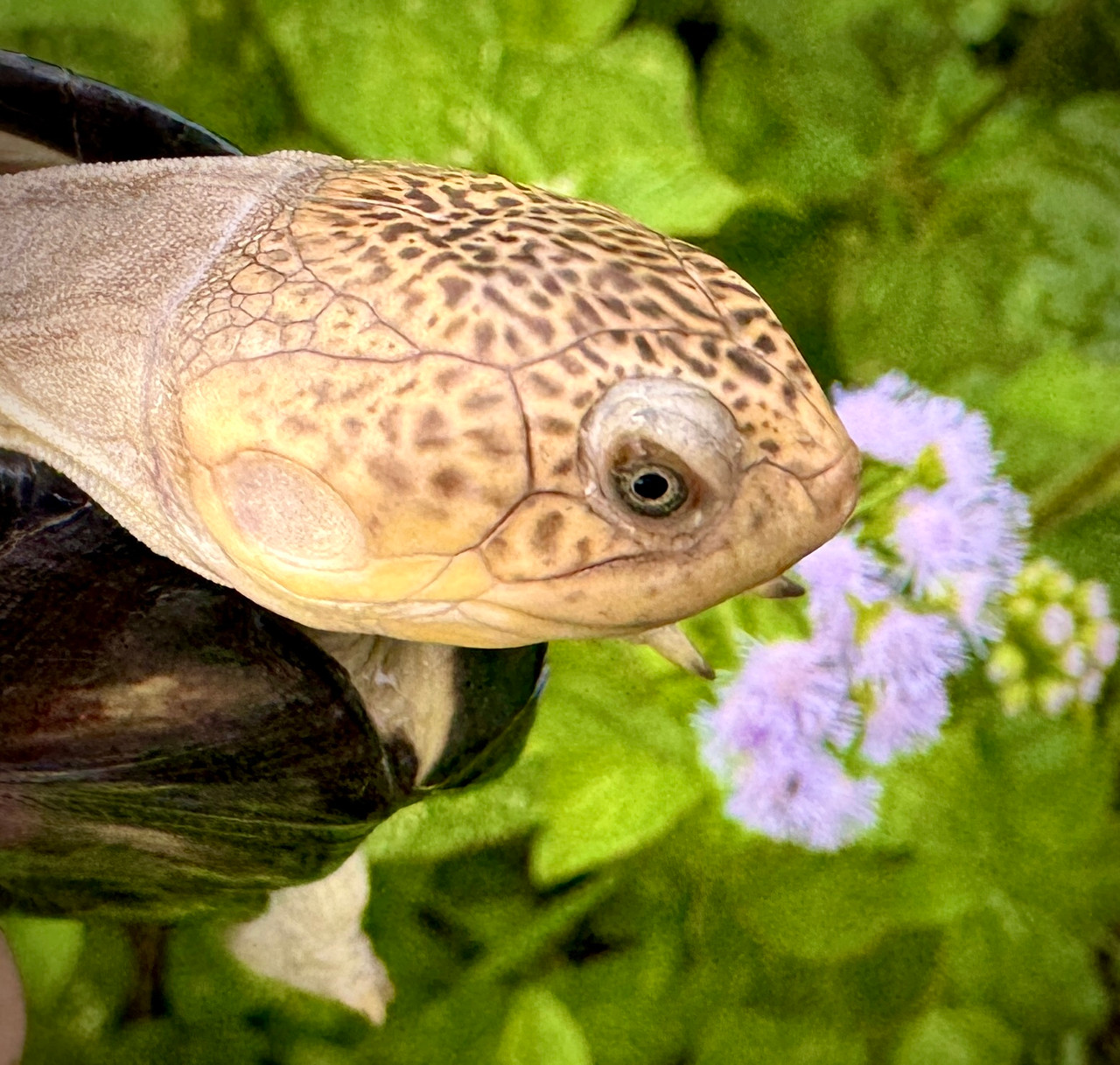 Upembae Mud Turtles for sale at The Turtle Source