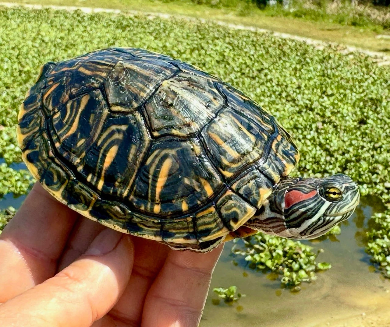 Rio Grande Red Eared Sliders for sale | The Turtle Source