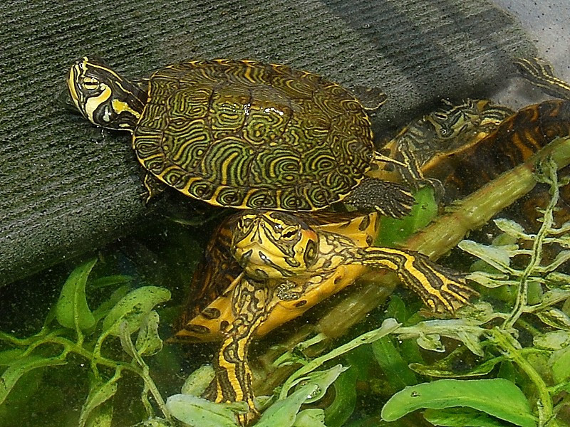 Yellow Bellied Sliders for sale | The Turtle Source