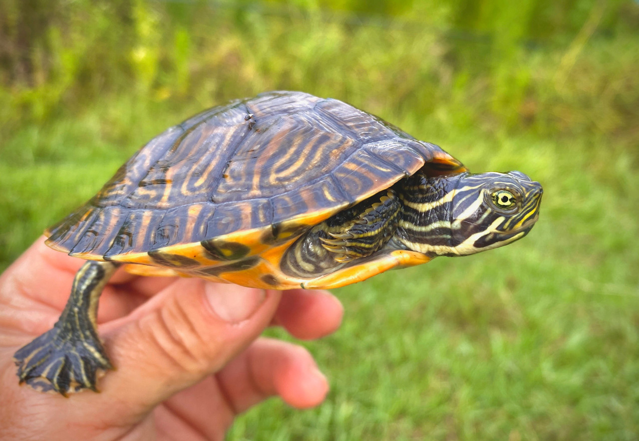 Southern River Cooters for sale | The Turtle Source