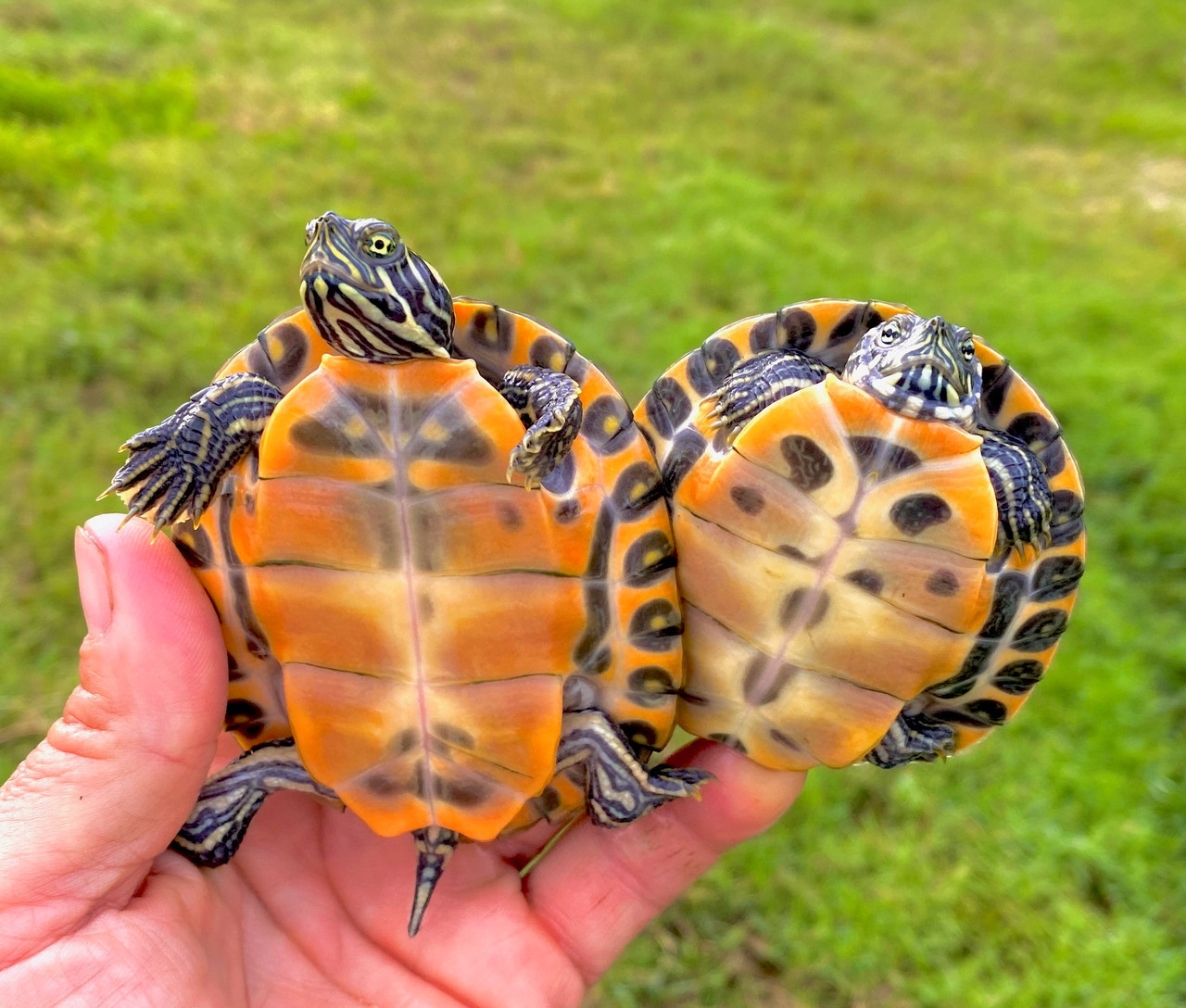 Southern River Cooters for sale | The Turtle Source