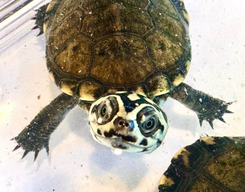 Okavango African Mud Turtles for sale | Pelusios bechuanicus| The ...