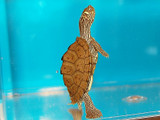 Calico Map Turtles for sale | The Turtle Source