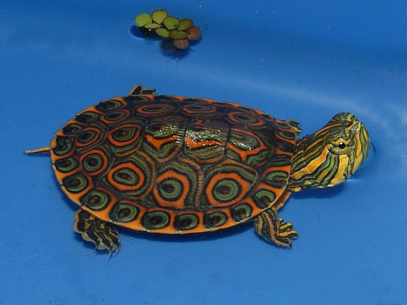 Brazilian Sliders | Brazilian Sliders For Sale | The Turtle Source