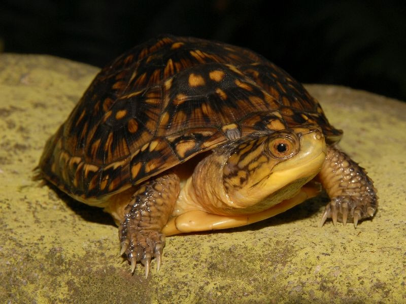 Spotted Turtles for sale | The Turtle Source