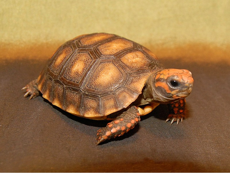 Cherry Head Red Footed Tortoises | Cherry Head Red Footed Tortoises For ...