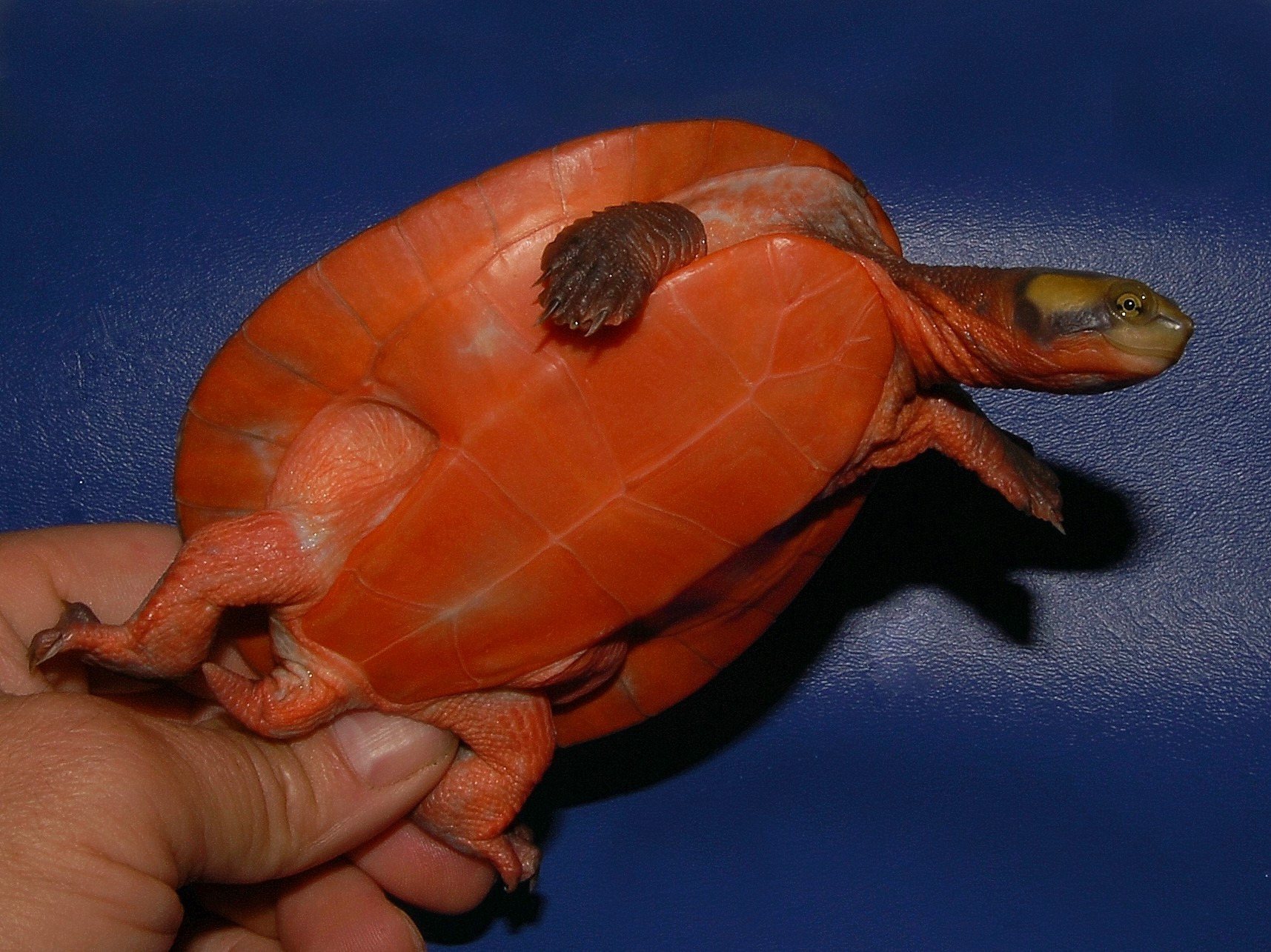 Hypo Pastel Pink Belly Sideneck Turtle For Sale | The Turtle Source