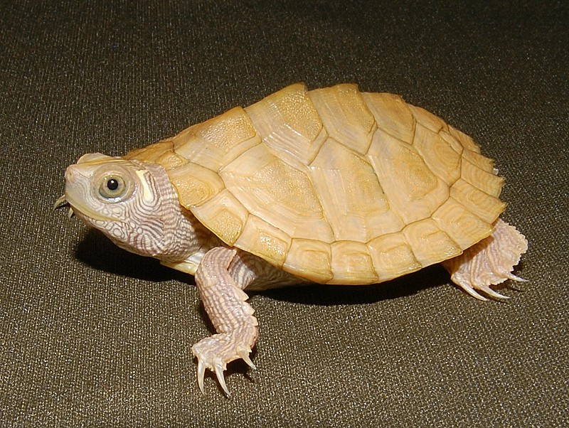 Cagle's Map Turtles for sale | The Turtle Source