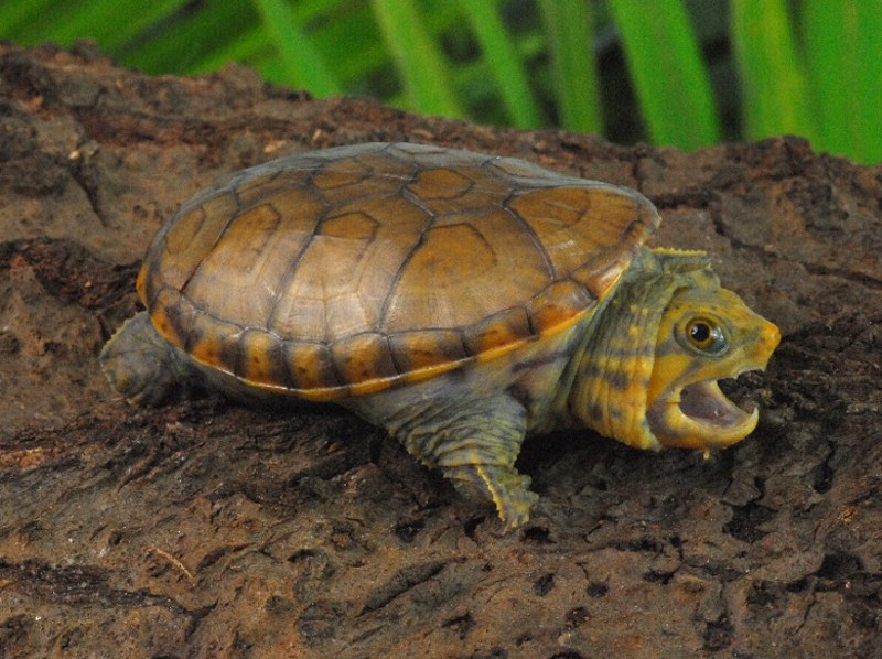 Buy Turtles and Tortoises | Baby Turtles | The Turtle Source
