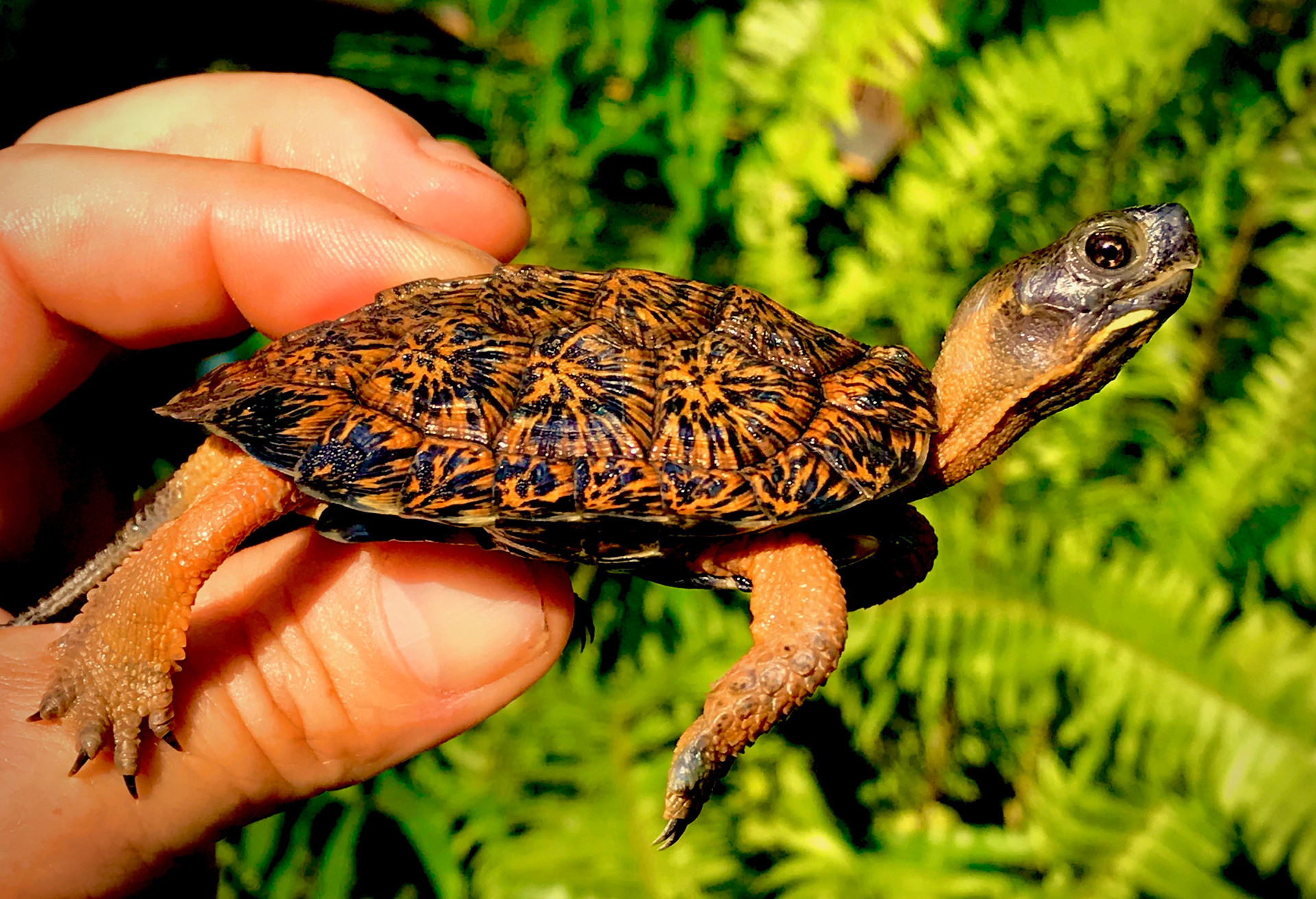 North American Wood Turtles for sale | The Turtle Source