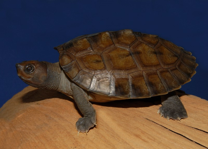 Painted River Terrapins for sale | The Turtle Source