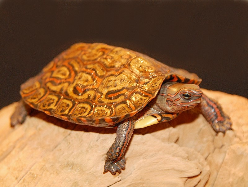 Painted Wood Turtles for sale | The Turtle Source