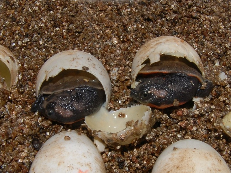 Pink Belly Snappers for sale | The Turtle Source