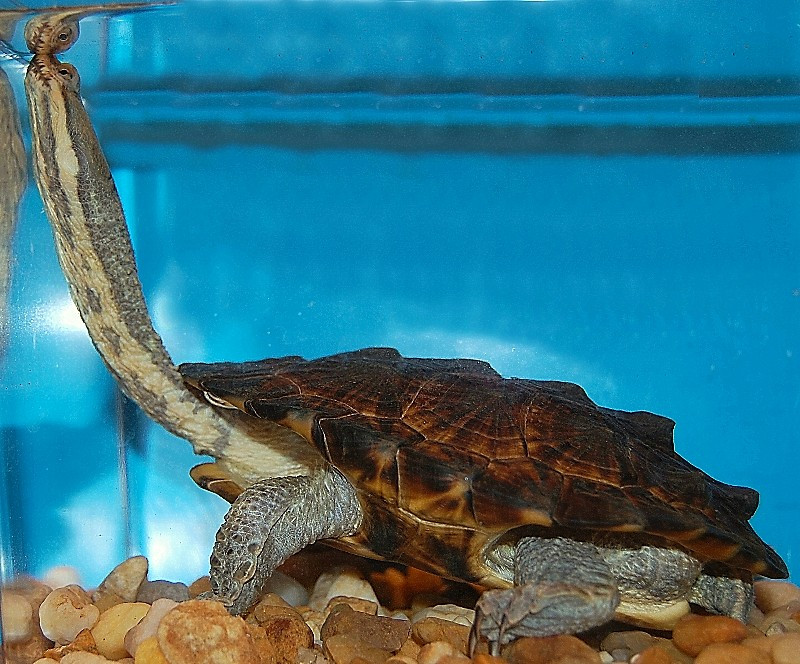 South American Snake Necked Turtles for sale | The Turtle Source