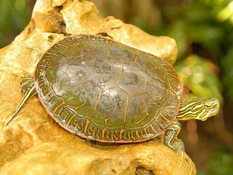 Painted River Terrapins for sale | The Turtle Source