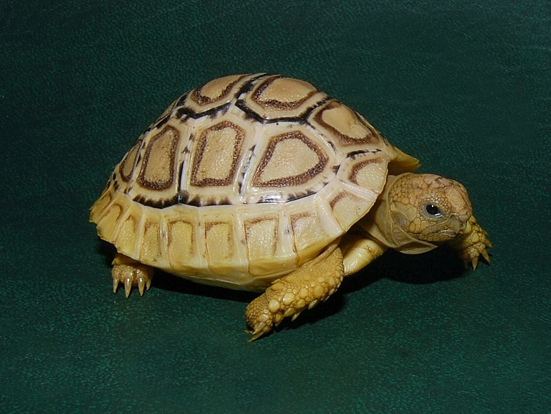 Russian Tortoises for sale | The Turtle Source