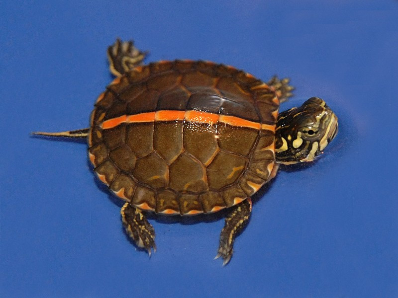 Wide Striped Southern Painted Turtles For Sale | The Turtle Source