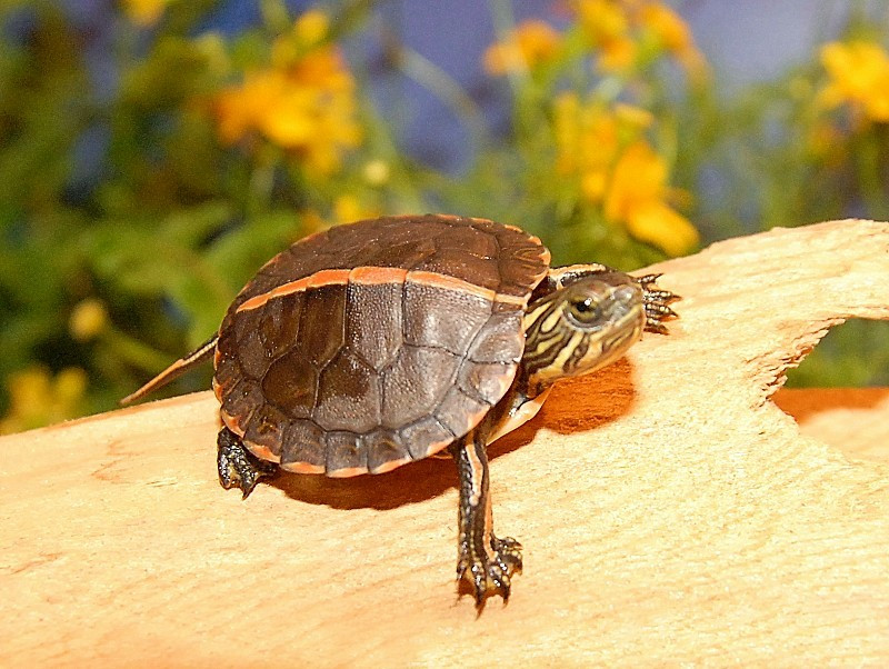 Wide Striped Southern Painted Turtles For Sale | The Turtle Source