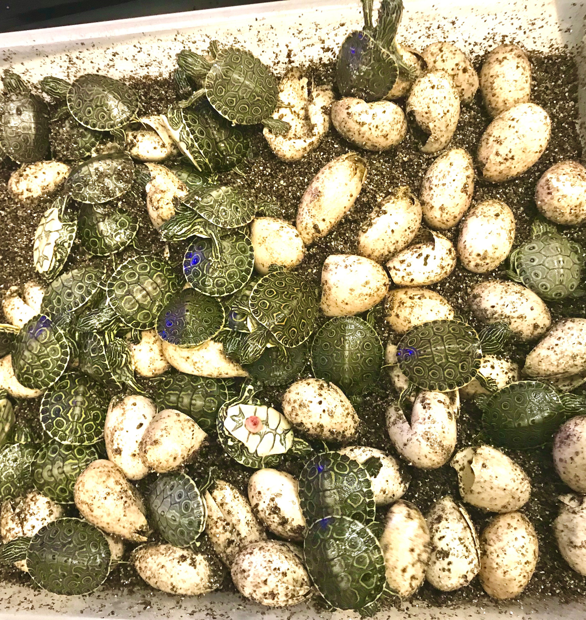 Nicaraguan Ornate Sliders for sale | The Turtle Source