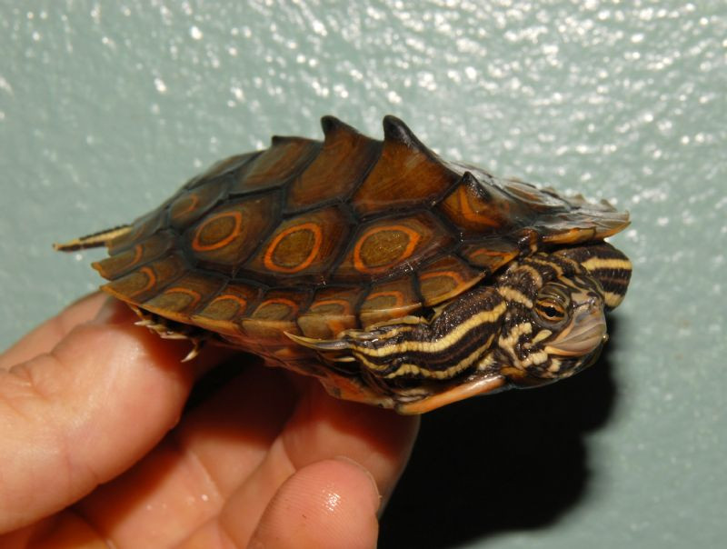 Calico Map Turtles for sale | The Turtle Source