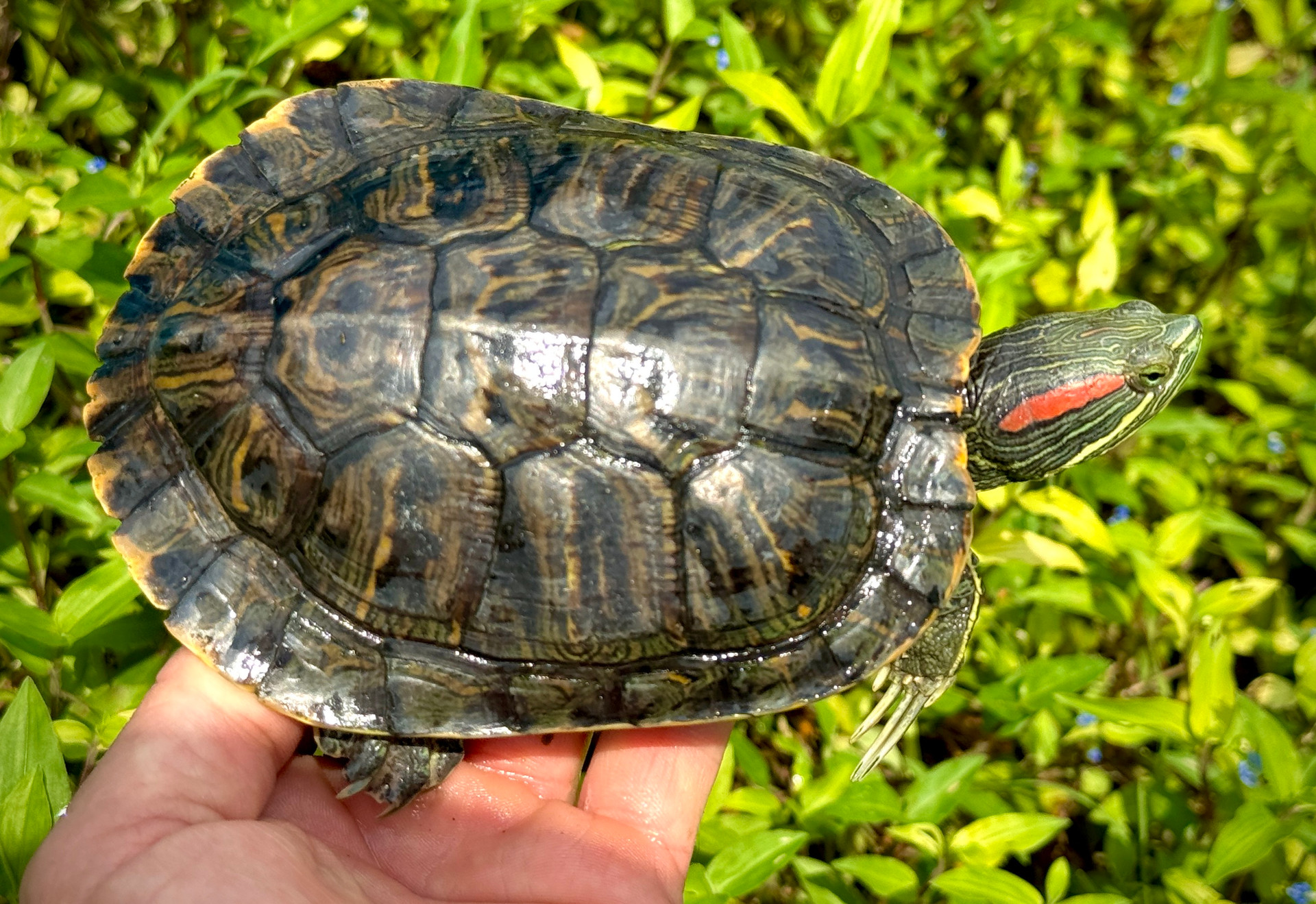 Red Eared Sliders for sale | The Turtle Source