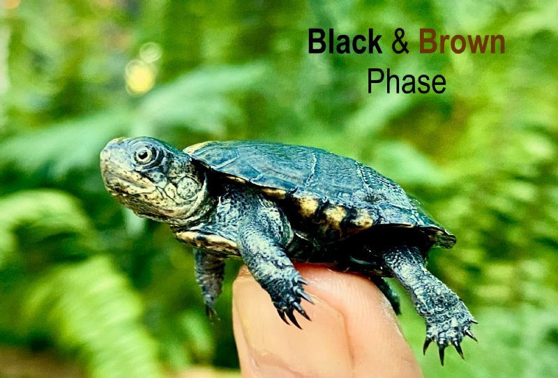 African Dwarf Mud Turtles for sale | The Turtle Source