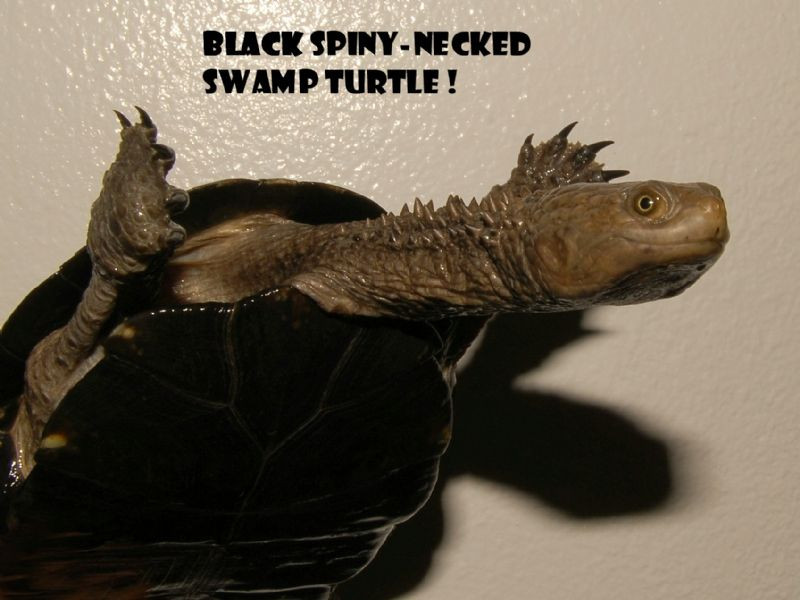 Spiny Softshell Turtles for sale | The Turtle Source
