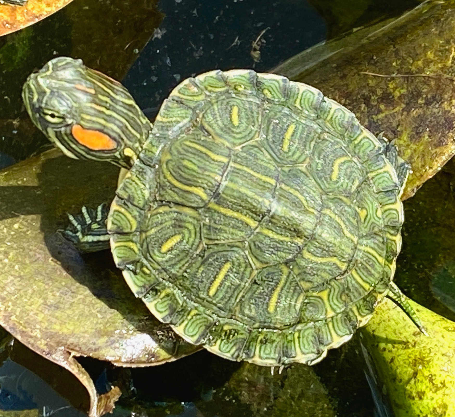 Red Eared Sliders for sale | The Turtle Source