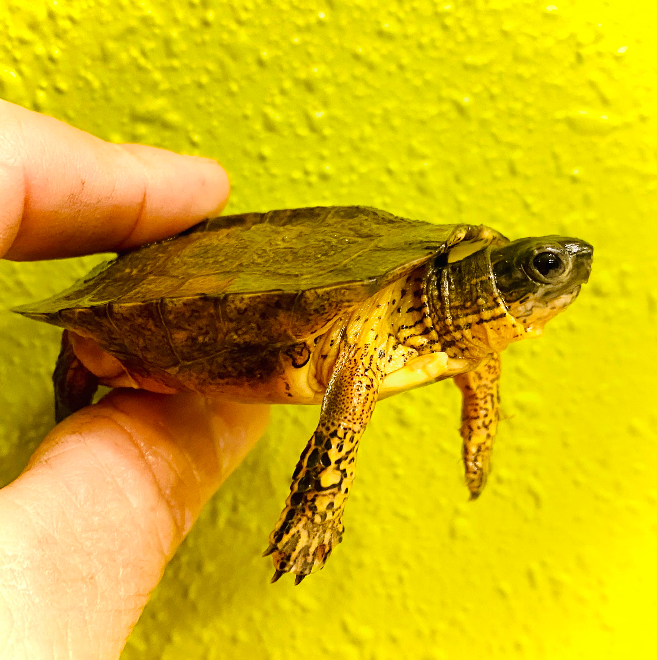 Box and Wood Turtles for Sale | 7-Day Guarantee | The Turtle Source