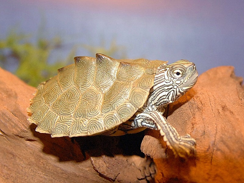 Calico Map Turtles for sale | The Turtle Source