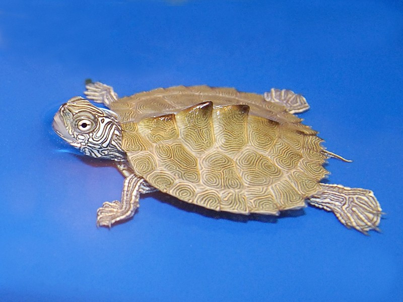 Cagle's Map Turtles for sale | The Turtle Source