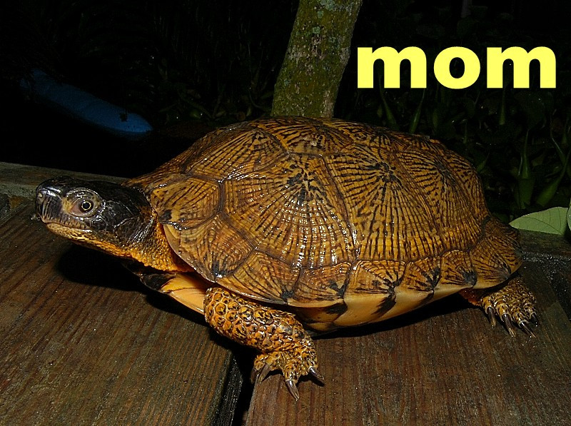 Box and Wood Turtles for Sale | 7-Day Guarantee | The Turtle Source