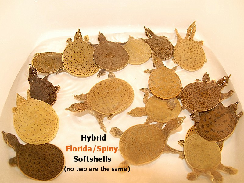 Hybrid Florida and Spiney Softshell Turtles for sale | The Turtle Source